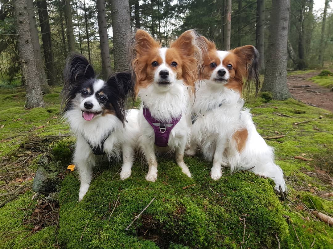 15 Facts To Prove That The Papillon Is The Best Human Friend - Page 2 ...