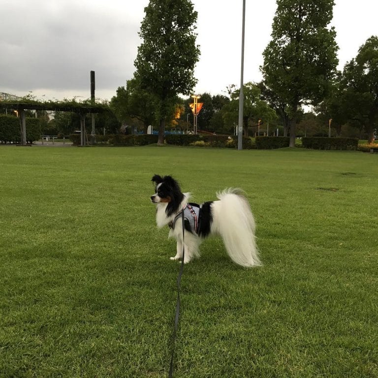 15 Facts To Prove That The Papillon Is The Best Human Friend - Page 2 ...