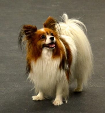 14 Charming And Lovely Pics Of Papillons You Will Love - PetPress