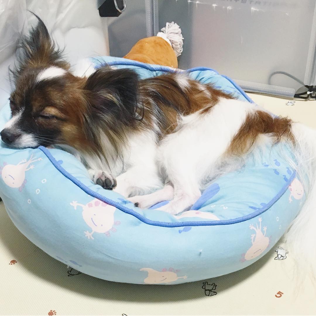 15 Facts To Prove That The Papillon Is The Best Human Friend - Page 2 ...