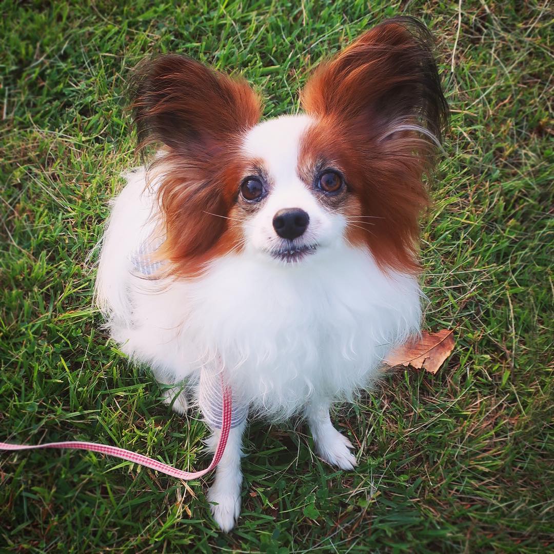 15 Facts To Prove That The Papillon Is The Best Human Friend - Page 2 ...