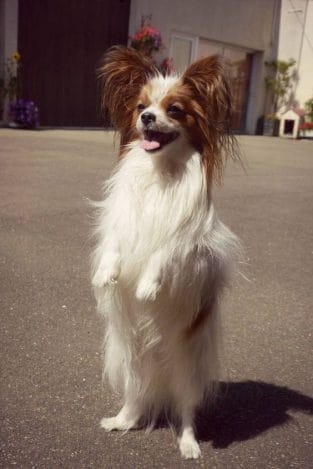 14 Charming And Lovely Pics Of Papillons You Will Love - PetPress
