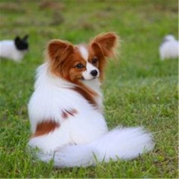 14 Charming And Lovely Pics Of Papillons You Will Love - PetPress