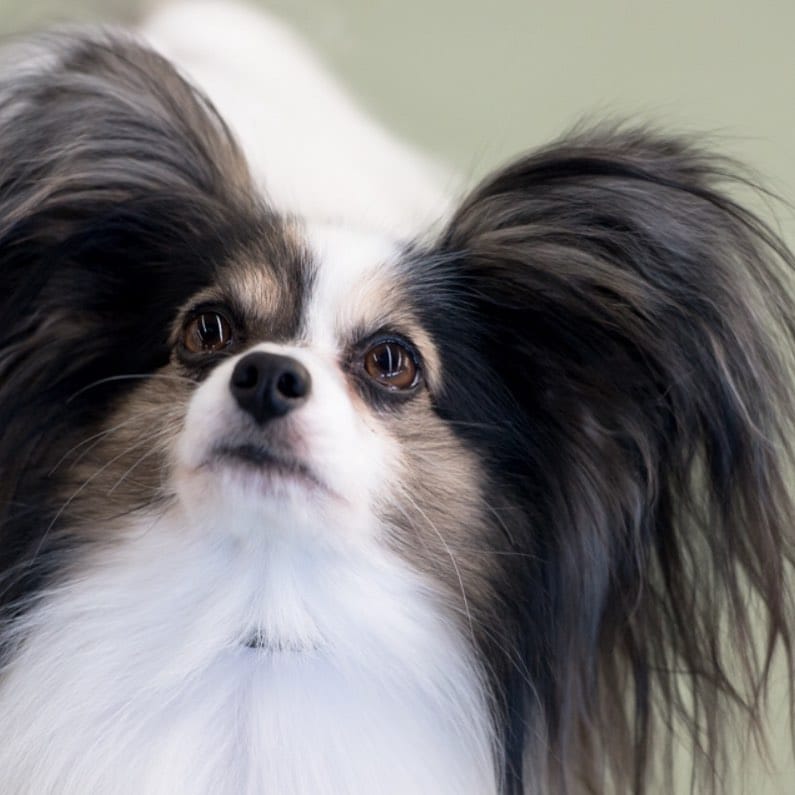 14 Beautiful Facts About Papillons - Page 2 of 4 - PetPress