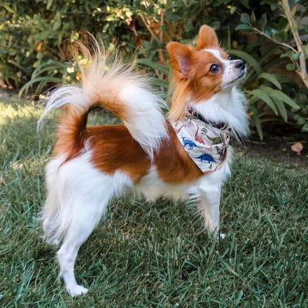 14 Beautiful Facts About Papillons - PetPress