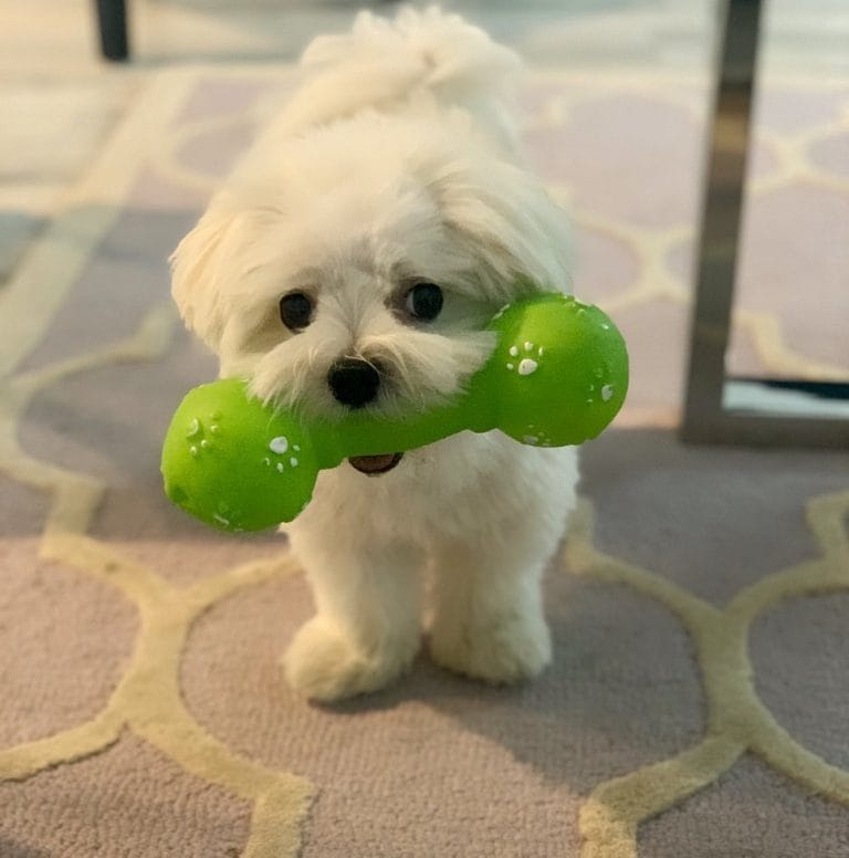 14 Reasons To Adore Maltese Dogs - PetPress