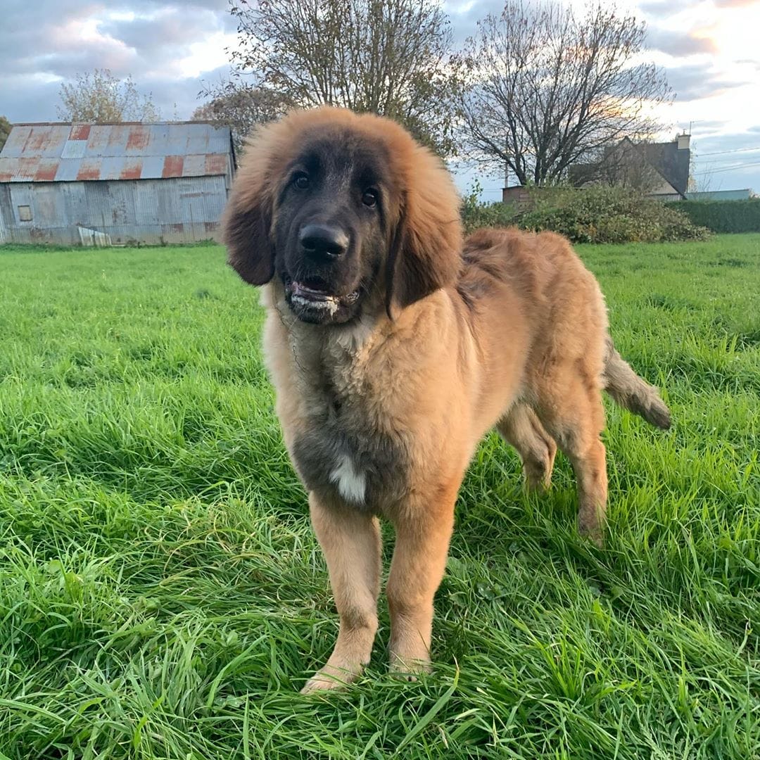 14 Astonishing Facts About Leonbergers - PetPress