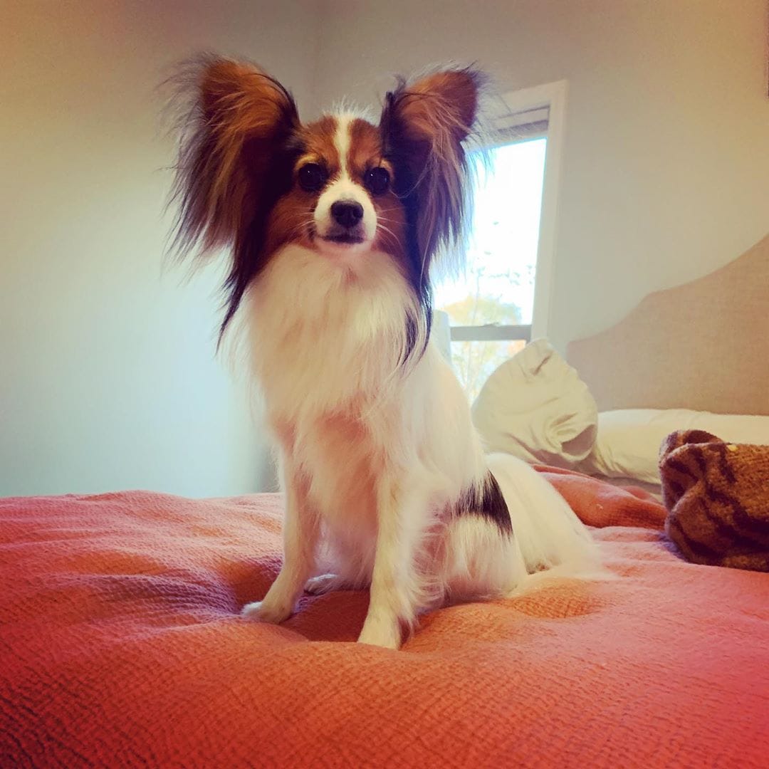 14 Beautiful Facts About Papillons - PetPress