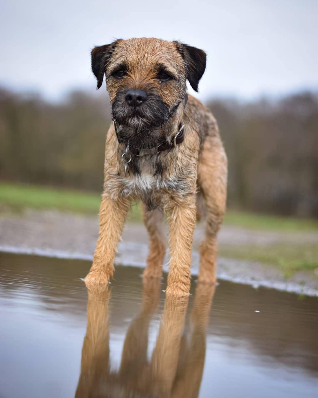 16 Things To Know About the Border Terrier - PetPress