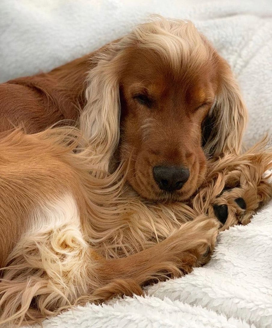 14 Amazing Facts About Cocker Spaniels - Page 3 of 4 - PetPress