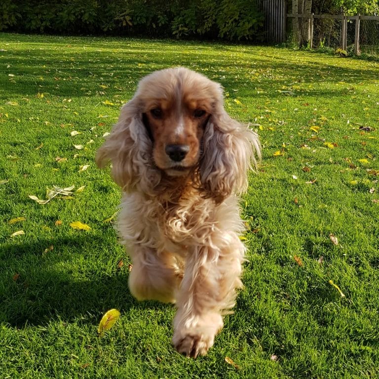 14 Things To Know About Cocker Spaniels - PetPress