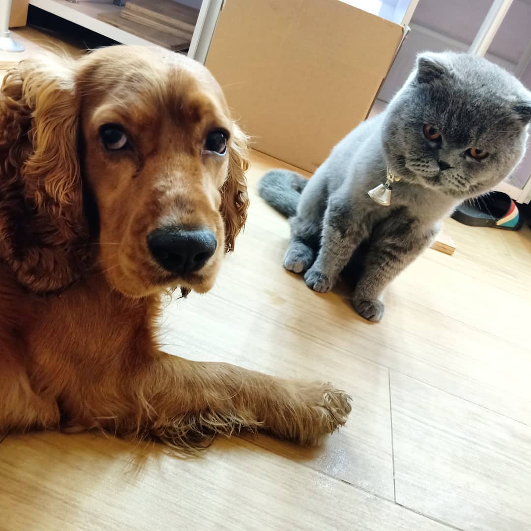 14 Things To Know About Cocker Spaniels - PetPress