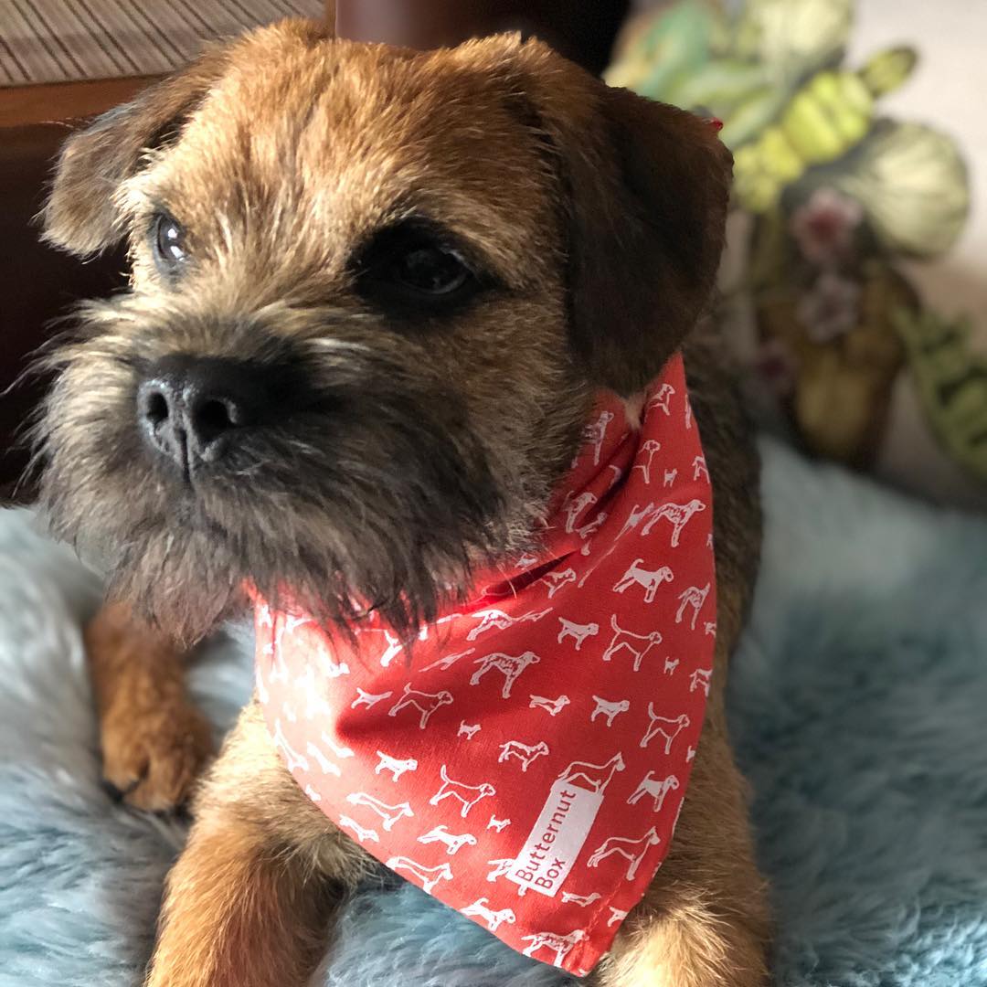 16 Things To Know About the Border Terrier - PetPress