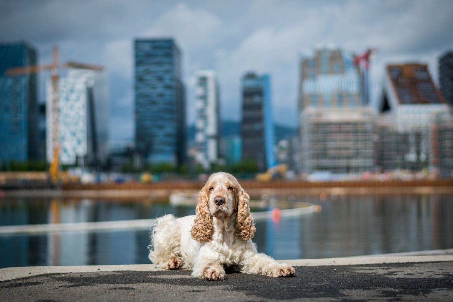14 Amazing Facts About Cocker Spaniels - PetPress