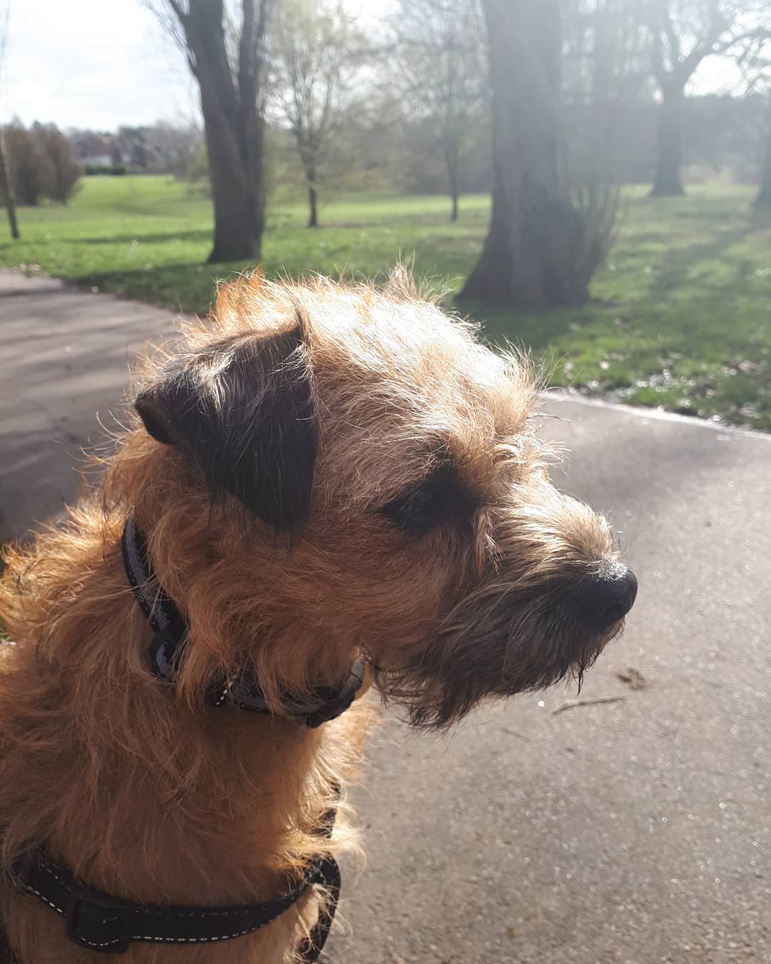 16 Things To Know About the Border Terrier - PetPress