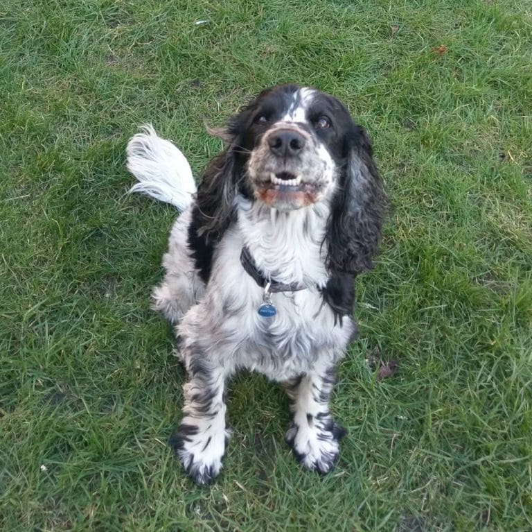 14 Funny Cocker Spaniel Facts - PetPress