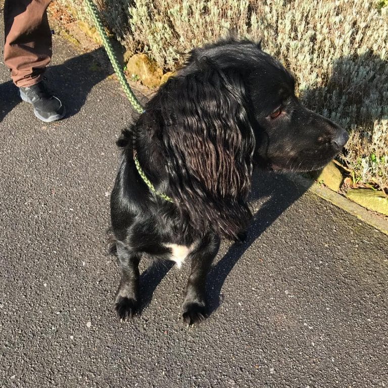 14 Funny Cocker Spaniel Facts - PetPress