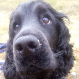 14 Funny Cocker Spaniel Facts - PetPress