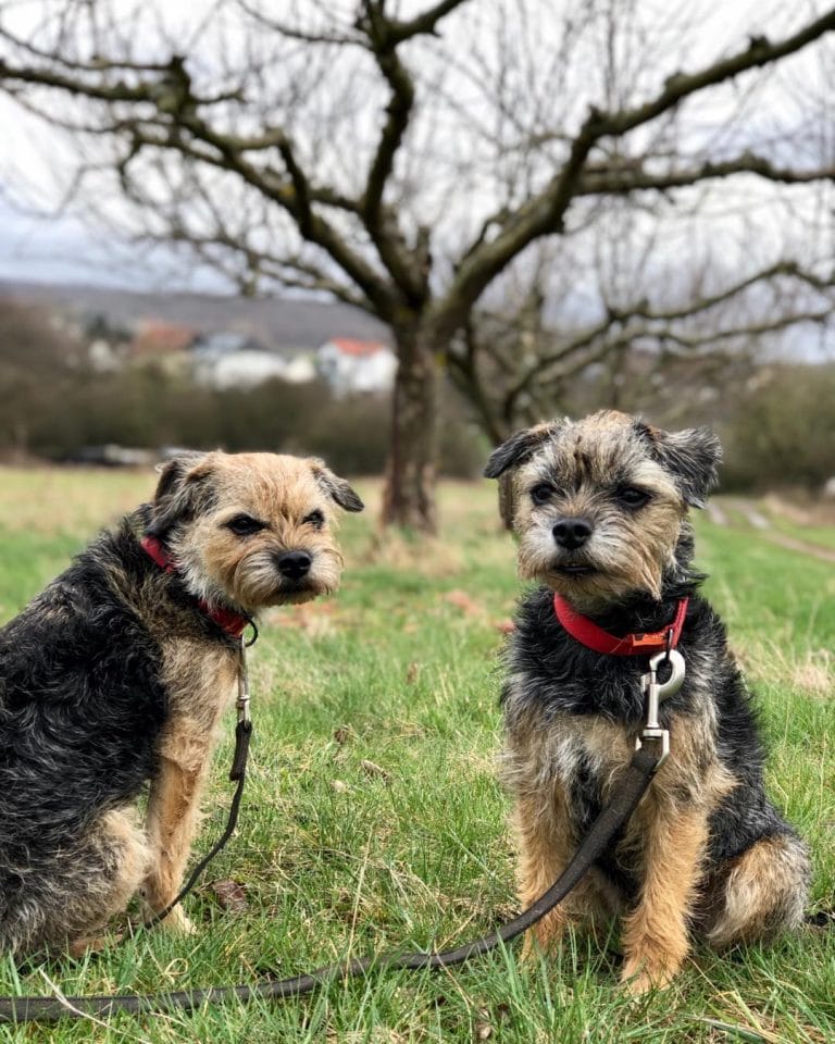16 Things To Know About the Border Terrier - PetPress