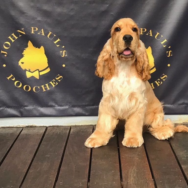 14 Funny Cocker Spaniel Facts - PetPress