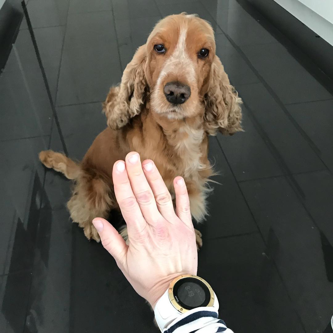 14 Funny Cocker Spaniel Facts - PetPress