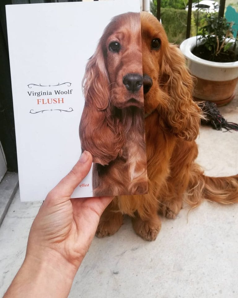 14 Great Facts About Cocker Spaniels - Page 2 of 3 - PetPress