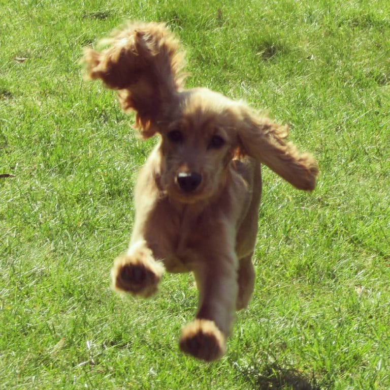 14 Funny Pics Of Cocker Spaniels - PetPress