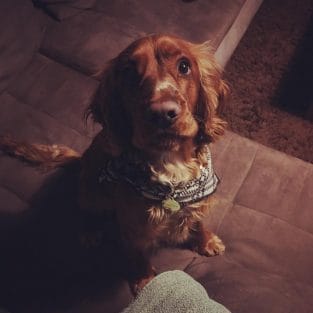 14 Funny Pics Of Cocker Spaniels - PetPress