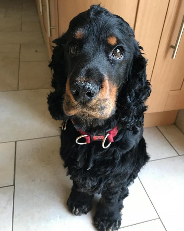 14 Funny Pics Of Cocker Spaniels - PetPress