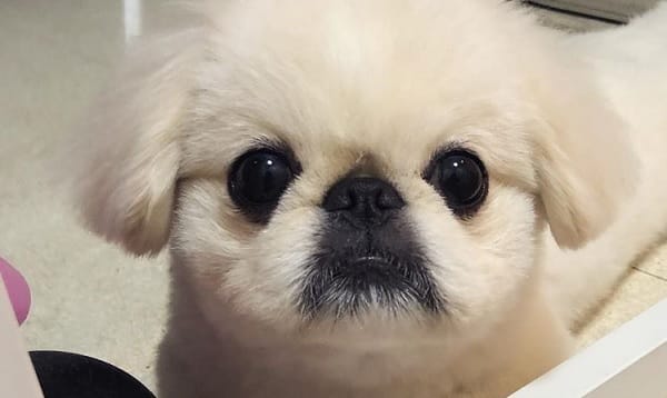 14 Interesting Facts About Pekingese - PetPress