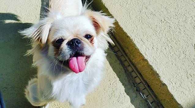 14 Things To Know About Pekingese - PetPress