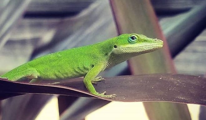 6 Great Pet Reptiles for Beginners - PetPress