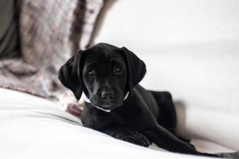 15 Reasons Why the Labrador Retriever is the Perfect Family Dog - PetPress