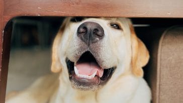 15 Reasons Why the Labrador Retriever is the Perfect Family Dog - PetPress