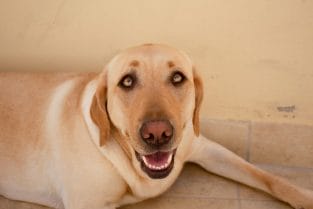 15 Reasons Why the Labrador Retriever is the Perfect Family Dog - PetPress