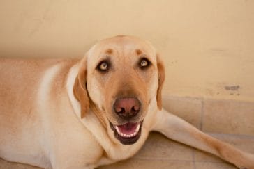 15 Reasons Why the Labrador Retriever is the Perfect Family Dog - PetPress