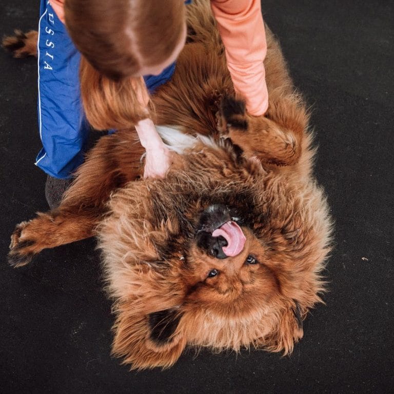 15 Huge And Good Tibetan Mastiffs That Only Look Fierce