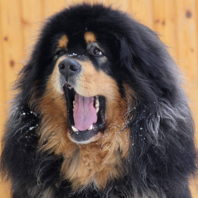 15 Huge And Good Tibetan Mastiffs That Only Look Fierce