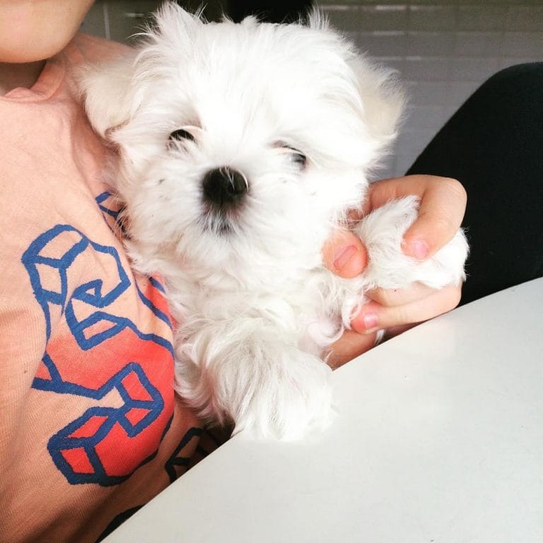 14 Incredibly Lovely Photos of Maltese Dogs - PetPress