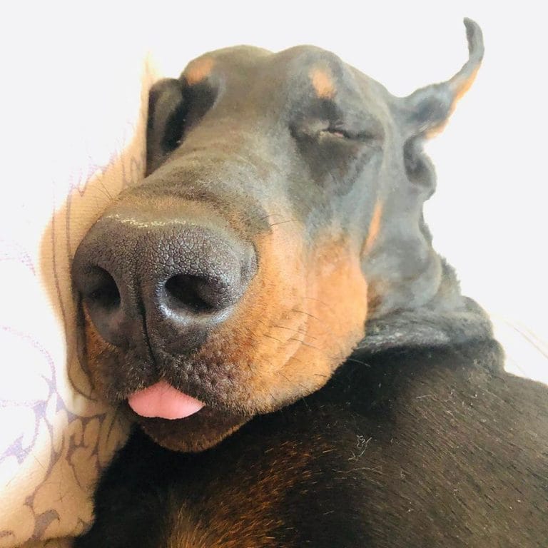 16 Reasons Why Dobermans Are Not So Scary As All Think - PetPress