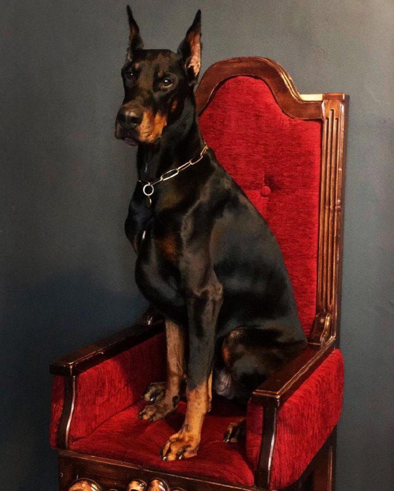 16 Dobermans Who Prove That Even These Dogs Can Be Very Cute - PetPress