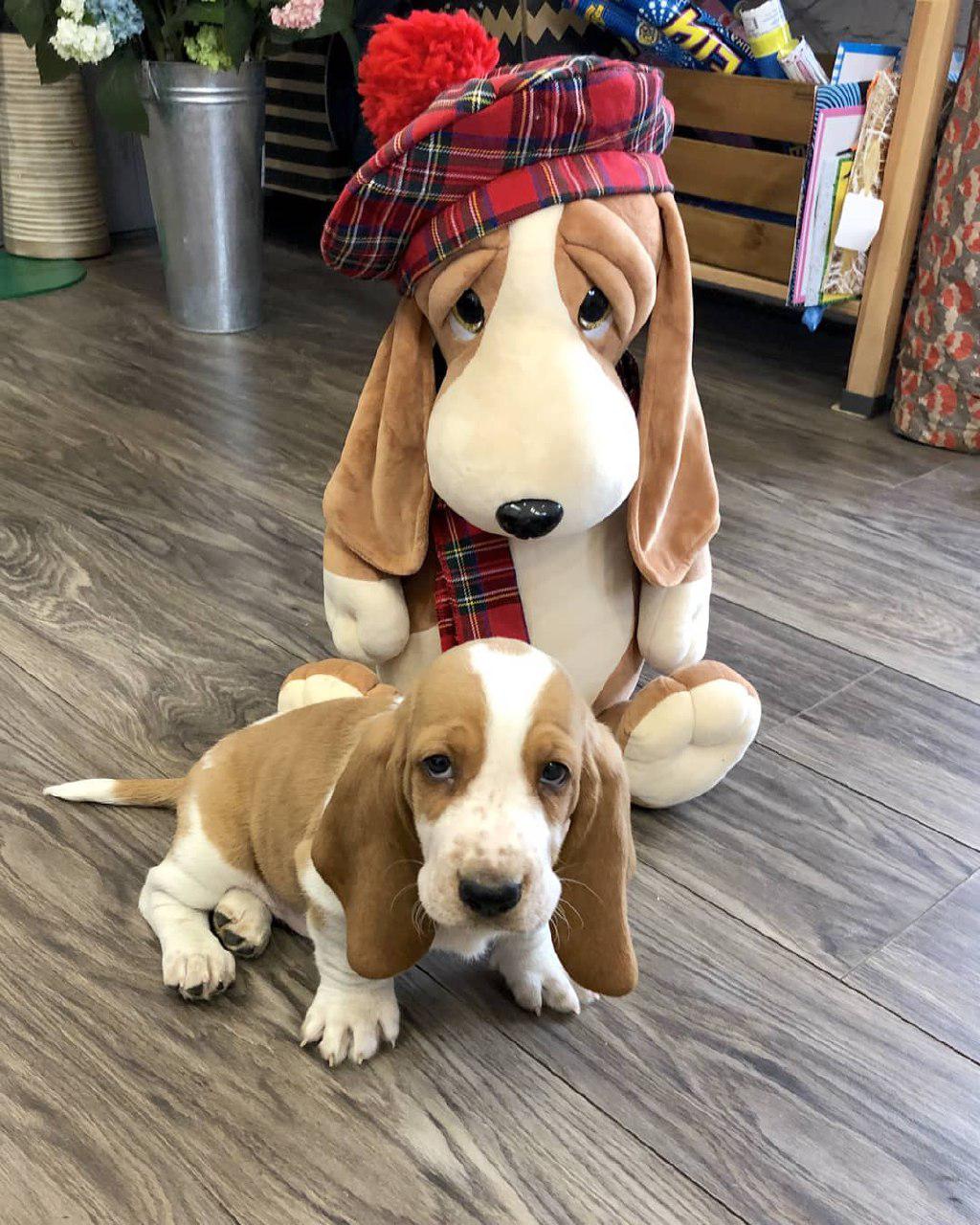 The 16 Internet's Most Hilarious Basset Hounds - PetPress