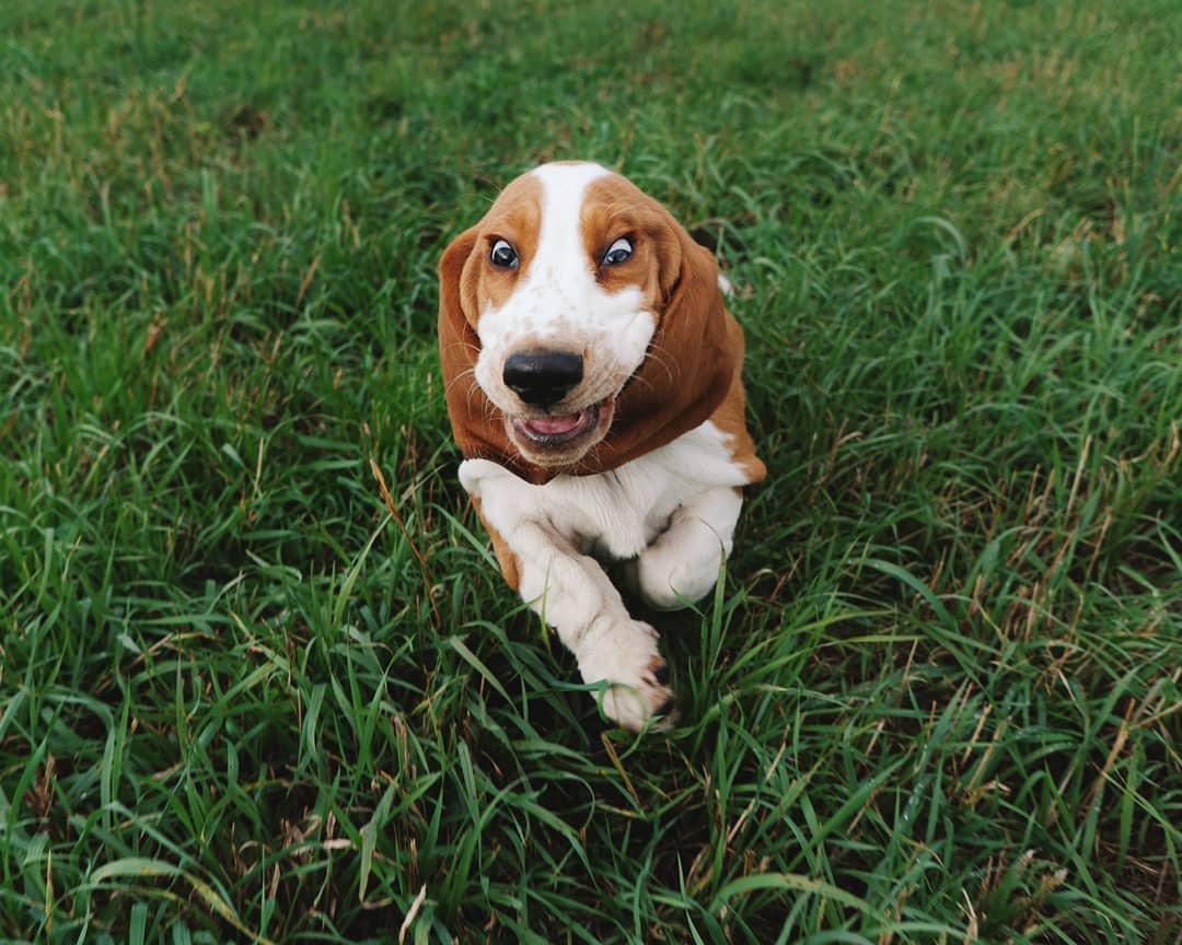 The 16 Internet's Most Hilarious Basset Hounds - PetPress