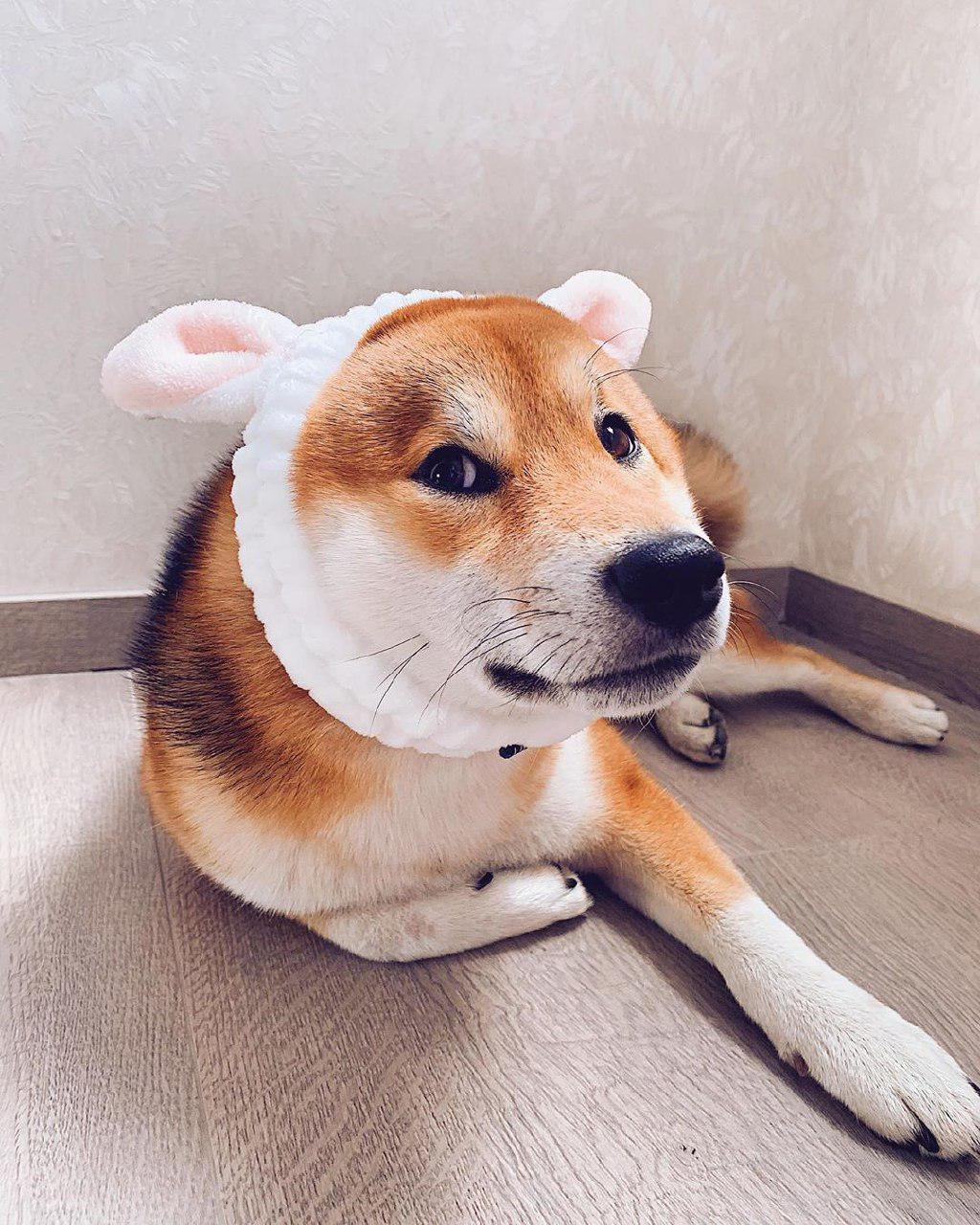 16 Funny Shiba Inu Pictures That Will Make Your Day! - PetPress