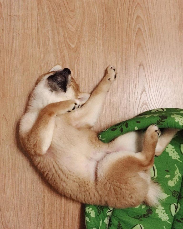 16 Funny Shiba Inu Pictures That Will Make Your Day! - PetPress