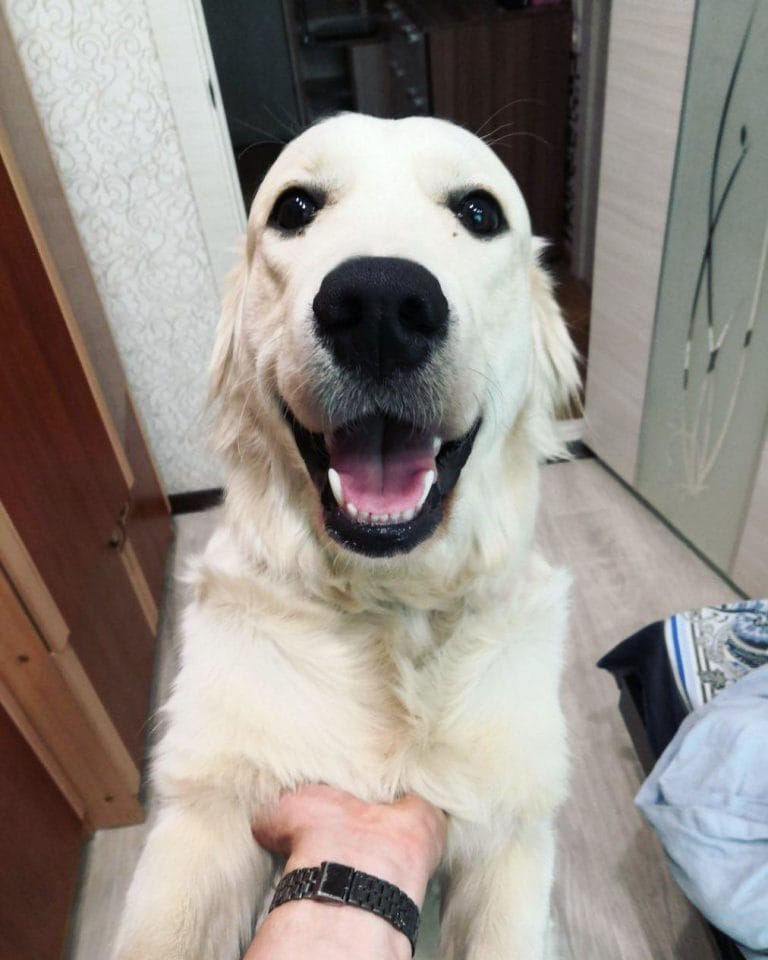 15 Funny Pictures Showing The True Temperament Of Golden Retrievers ...