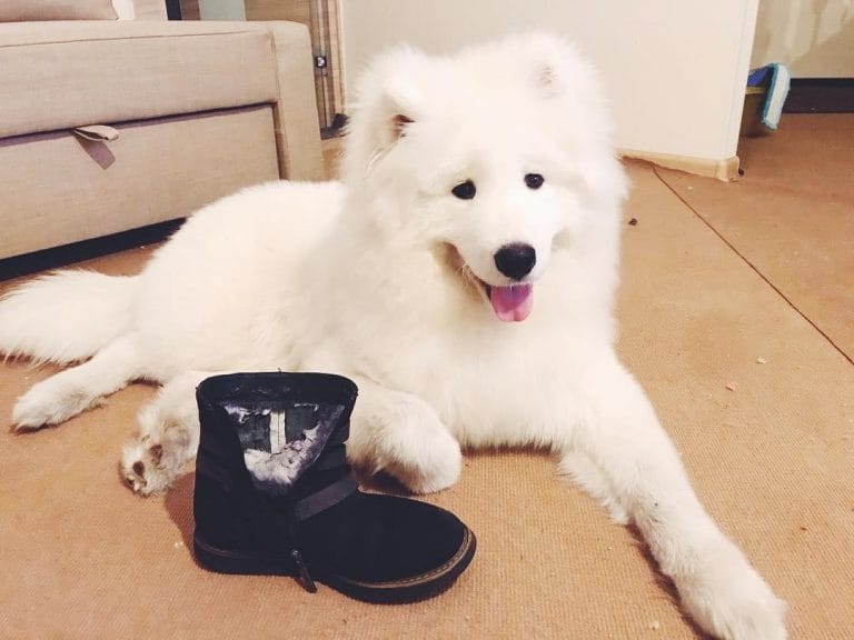 The 15 Happiest Samoyed Dogs That Will Make Your Day - PetPress