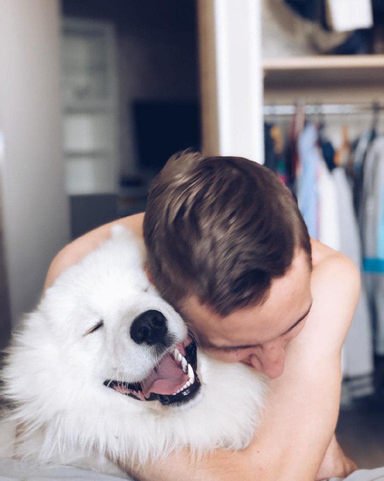 The 15 Happiest Samoyed Dogs That Will Make Your Day - PetPress