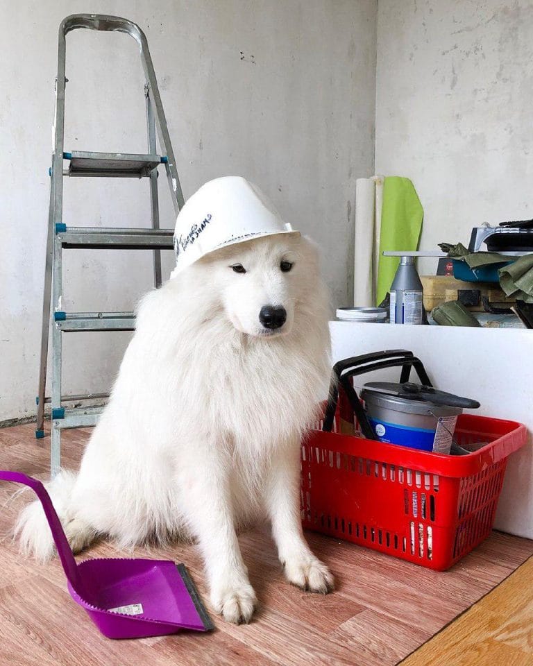 16 Funny Pictures Explaining Why We Love Samoyed Dogs So Much! - PetPress