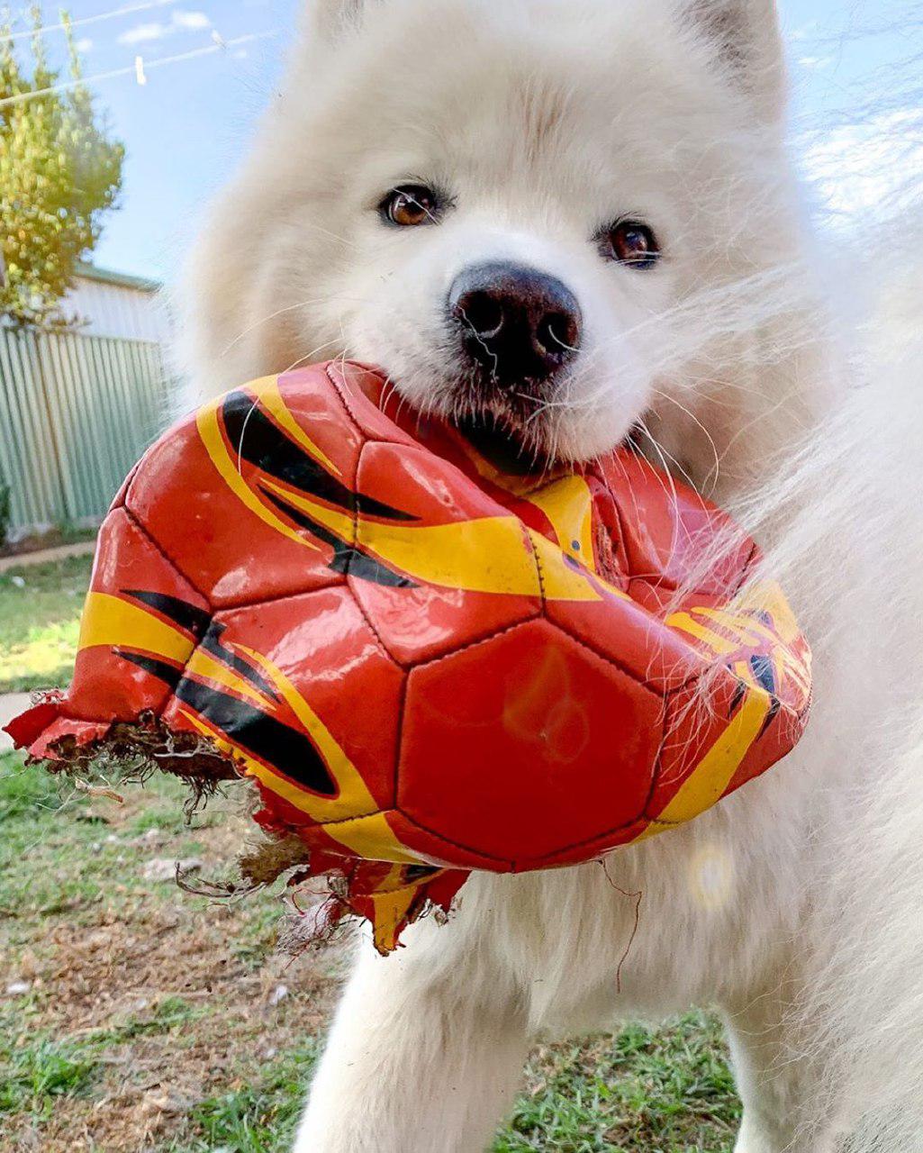 14 Pictures of Samoyeds to Make Your Day - PetPress